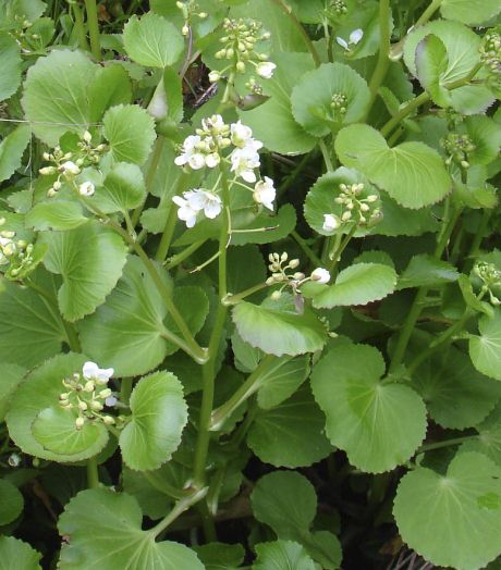 Selenium Speciation in Fortified Vegetables | EVISA's News